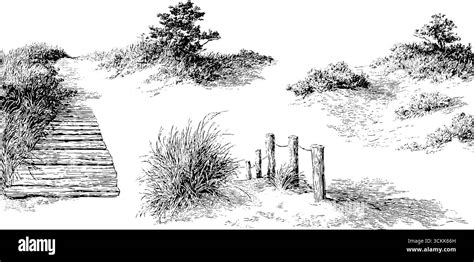 Coastal Dunes Beach Grass Stock Vector Images Alamy