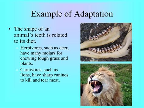 Adaptations Ppt Download