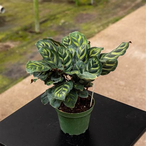 Prayer Plant Calathea