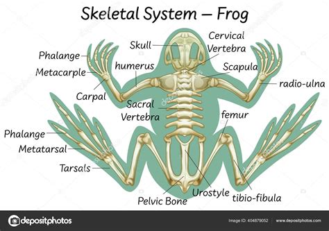 Frog Digestive System Diagram