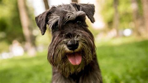 How Much Should A Miniature Schnauzer Weigh Need To Know
