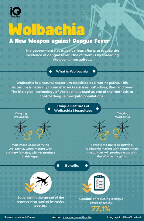 Infographic A New Weapon Against Dengue Fever Universitas Airlangga