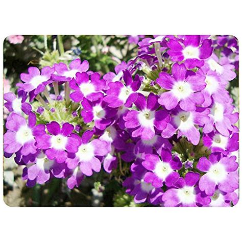 100 Mix Moss Verbena Seeds Vibrant Violet And White Blooms