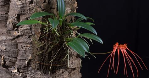 Bulbophyllum Orchid Plant Care And Culture Travaldos Blog