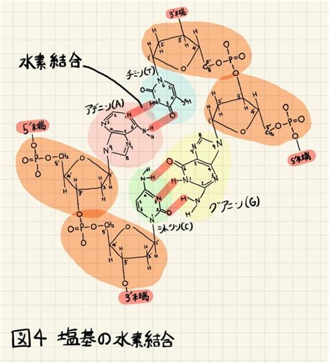 Dnaとは何か？dnaについて詳しく解説！ じっくり医学講座