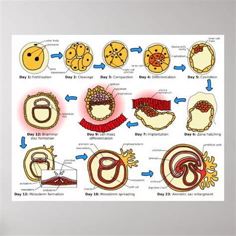 Diagram Of Human Embryogenesis Reproductive System Poster Uk