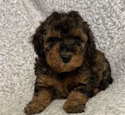 Mini Poodle Puppies Select A Puppy™