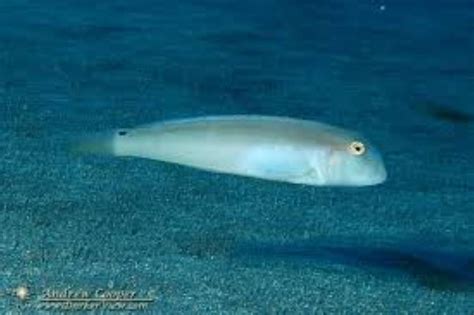 Sharp Head Wrasse Information And Picture Sea Animals