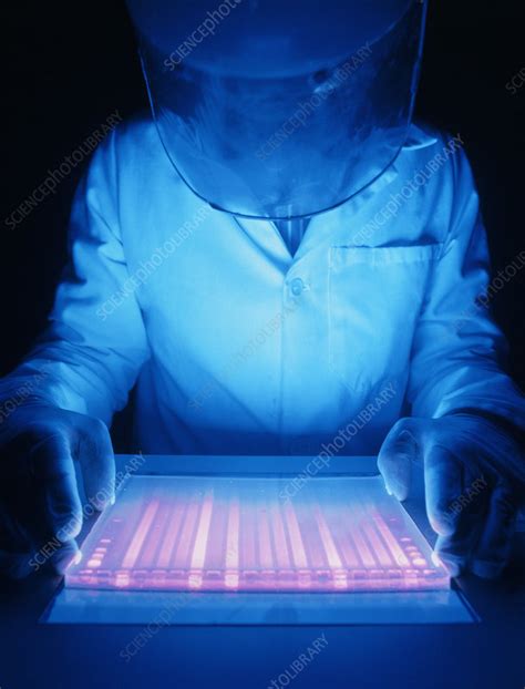 Dna Analysis Stock Image G210 0156 Science Photo Library
