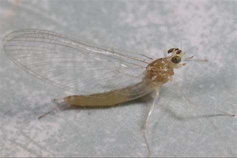 Ephemeroptera Bugguidenet
