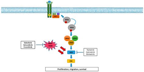 Braf Mutation Lung Cancer Immunotherapy At Emily Jenkins Blog