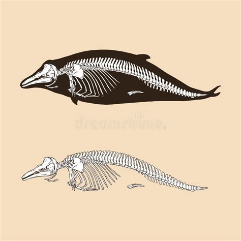 Skeleton Bottlenose Dolphin Vector Illustration Stock Vector