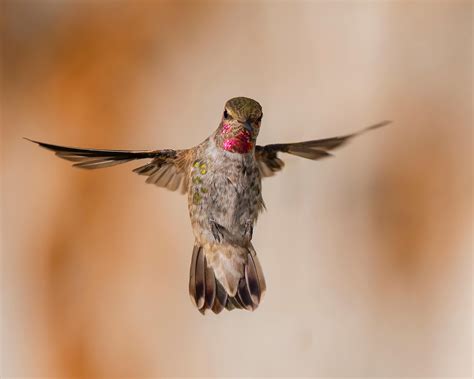 Anna Funmi слив видео Photos Download The Best Free Anna Funmi слив