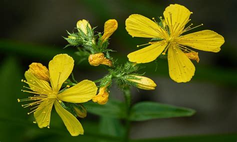 ما هي نبتة سانت جون وما رمزيتها وطرق العناية بها؟