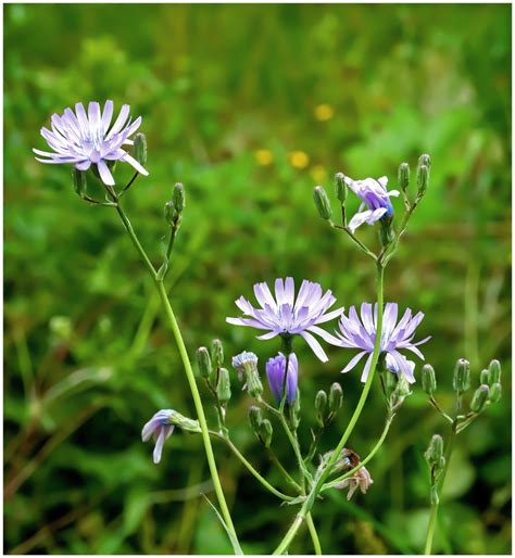Chicory Flower By Mac Ephotozine