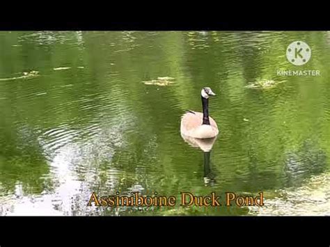 Assiniboine Park Duck Pond Winnipeg Manitoba Canada 🇨🇦 Youtube