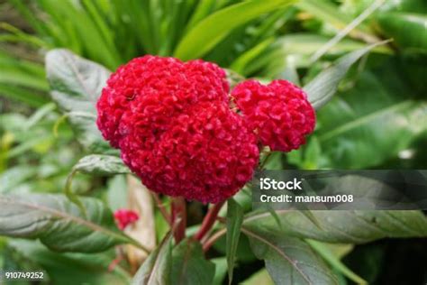 Bunga Argentea Celosia Merah Foto Stok Unduh Gambar Sekarang Alam Boroco Botani Istock