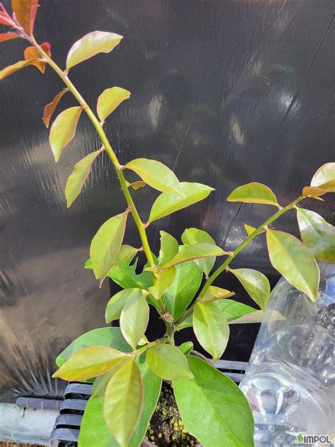 목기린선인장 다육식물선인장 심폴