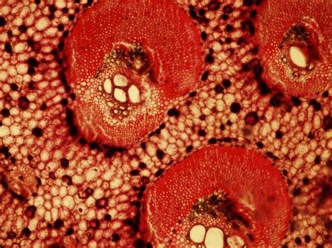Cross Section Of Leaf Midrib Of Middle Segment Of Female Barhy Passing Download Scientific