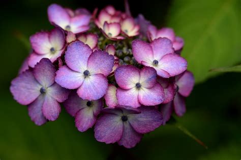 Dsc6962 がくあじさい Shinji Nagashima Flickr