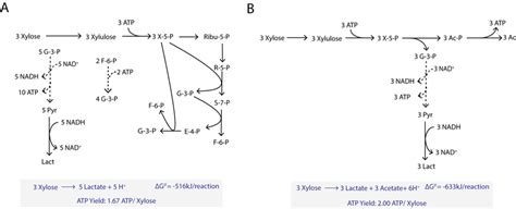 figure s5 comparison of atp yields and thermodynamics with a
