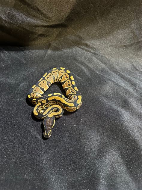 Normal Het Albino Ball Python By S And H Exotics Morphmarket