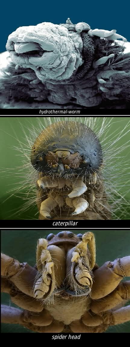 Awesome Blog Awesome Real Creepy Bugs Under Electron Microscopes 7