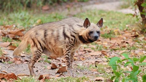 Striped Hyenas Perhaps Natures Most Misunderstood Clean Up Crew One
