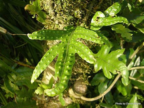 Phil Bendle Collectionmicrosorum Pustulatum Hound S Tongue Citscihub
