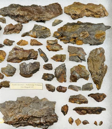 Devonian Fossils Mahantango Formation R Fossils