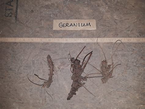 Wild Geranium Geranium Maculatum Groundcover Cold Stream Farm