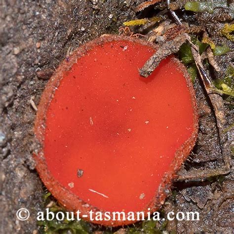 Scutellinia Margaritacea About Tasmania