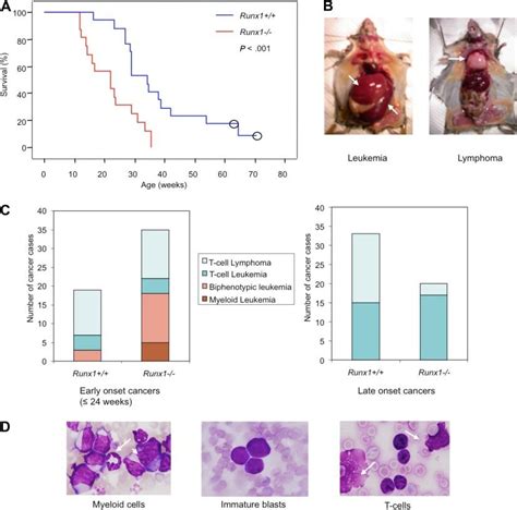 Runx1 Mice Show Early Onset And High Frequency Of Leukemia With Download Scientific Diagram