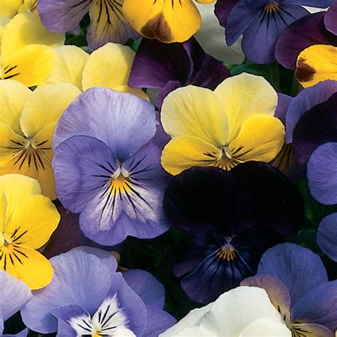Sorbet Formula Mix Viola Pansy Seed Johnnys Selected Seeds