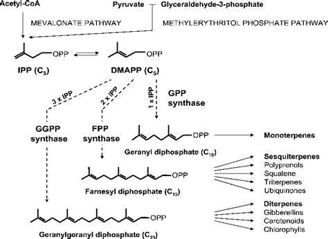 Figure 1 From A Bifunctional Geranyl And Geranylgeranyl Diphosphate Synthase Is Involved In