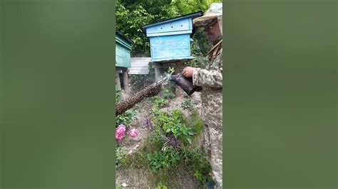 Пчелиный рой Youtube