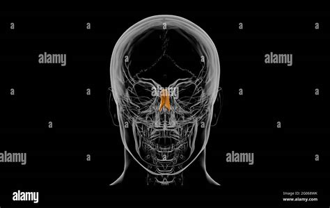 Nasal Bone X Ray Anatomy