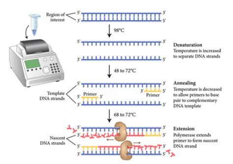Biol283 Lab 4 Crispr Day 2 And Complementation Flashcards Quizlet