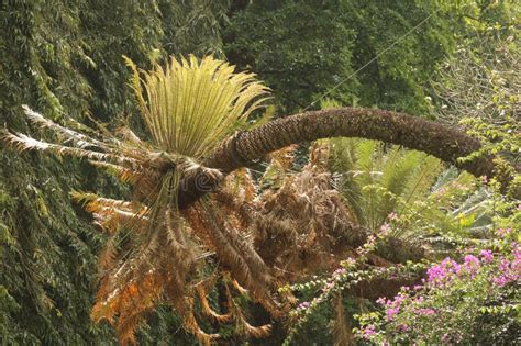 Peradeniya Botanical Garden Srilanka Stock Image Image Of Flower
