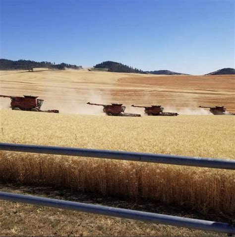 Mark Barkley On Linkedin Amber Waves Of