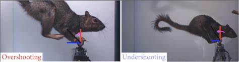No Robot Can Match A Squirrels Ability To Leap From Limb To Limb