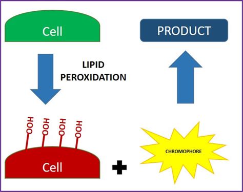 Lipid Peroxidation Assay Kit Catalog No Bqc Kb03002