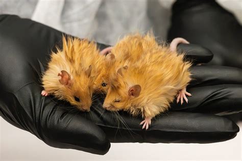 De Extinction Scientists Just Created A Woolly Mouse And They Say