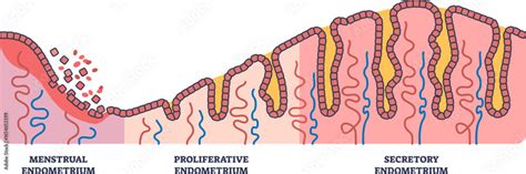 A Medical Diagram Illustrating The Cyclical Phases Of The Endometrium