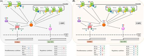 The Modulations Of Pattern Recognition Receptors Prrs Downstream