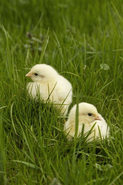 Easter Chicks In The Grass Stock Image Image Of Chickens 267885875