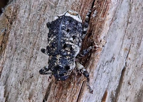 Cryptorhynchus Lapathi Poplar And Willow Borer 10000 Things Of The