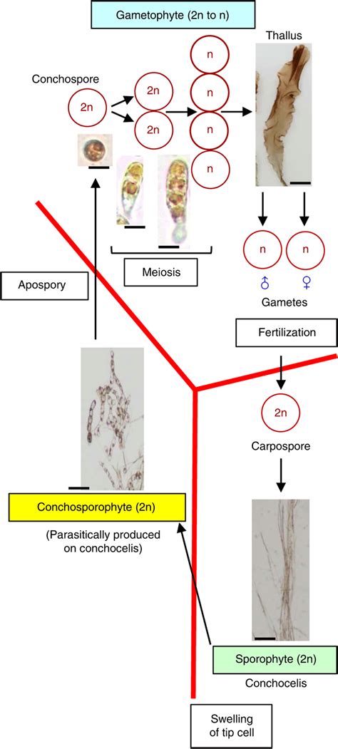 The Triphasic Hypothesis For The Heteromorphic Sexual Life Cycle Of The Download Scientific