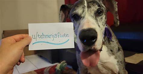 Earl Grey The Bestest Merle Great Dane Fighting Cancer Album On Imgur