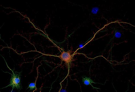 Synaptic Systems Glua1